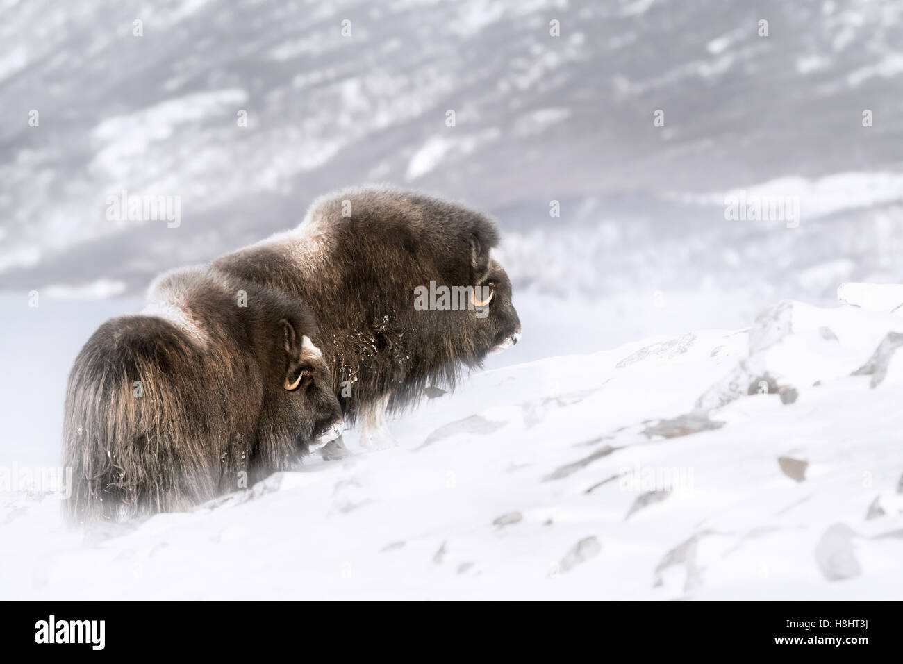 Wild Musk Ox in winter, mountains in Norway, Dovrefjell national park ...