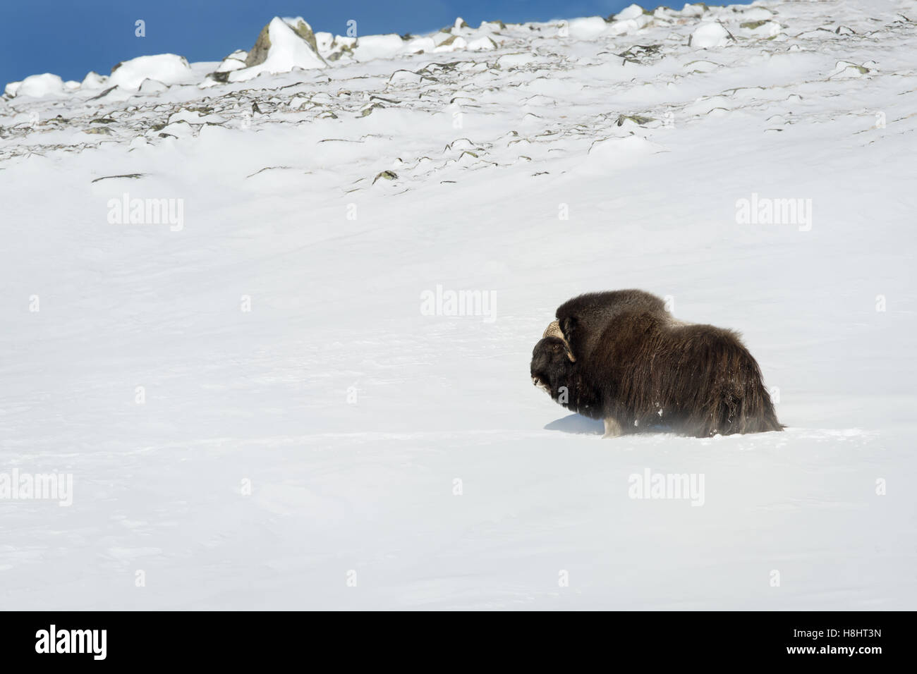 Male Musk Ox in deep snow, winter in Norway Dovrefjell National park ...