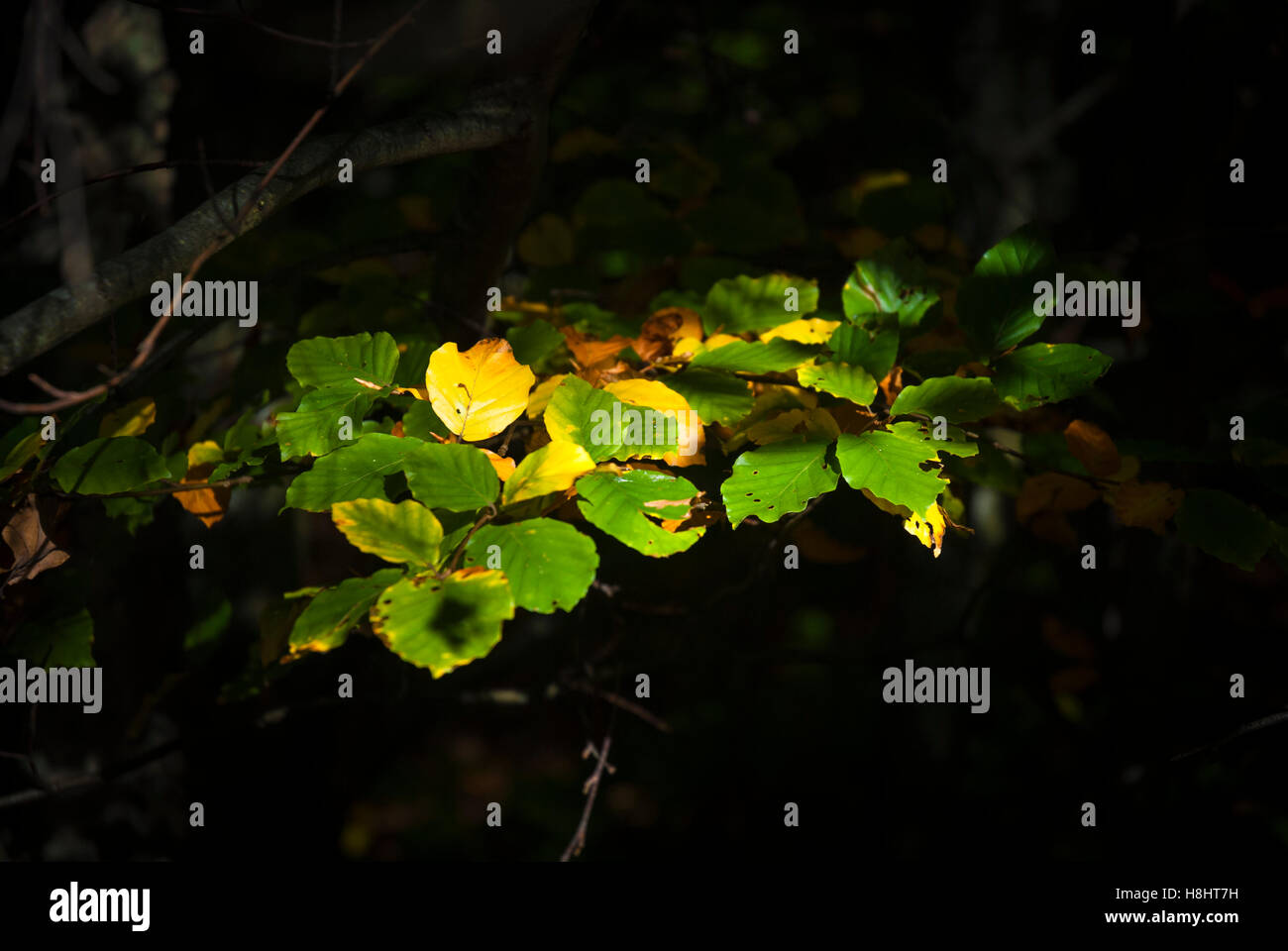 Light illuminating a branch of leaves against a dark background Stock ...