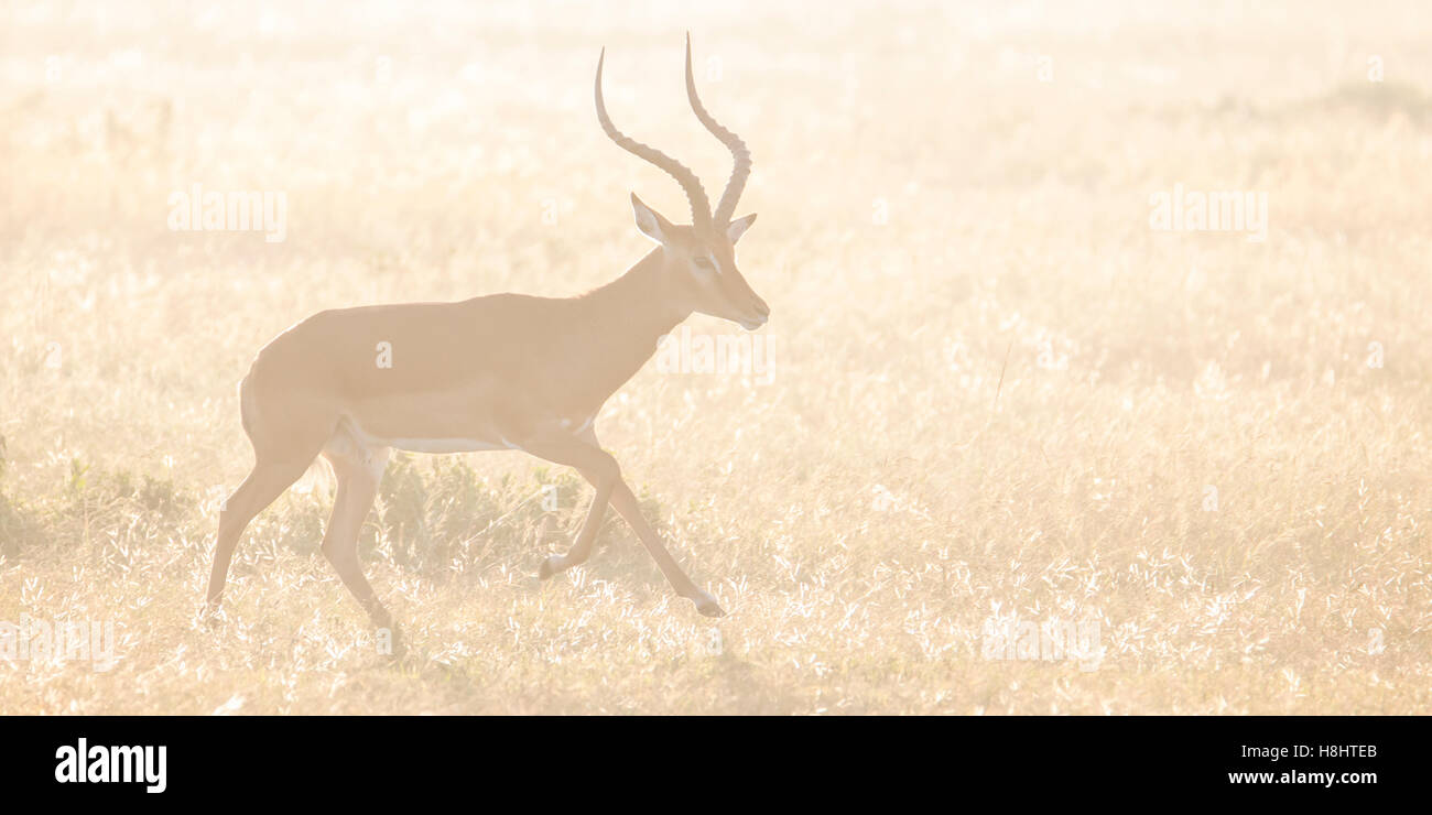 Rooibok High Resolution Stock Photography and Images - Alamy