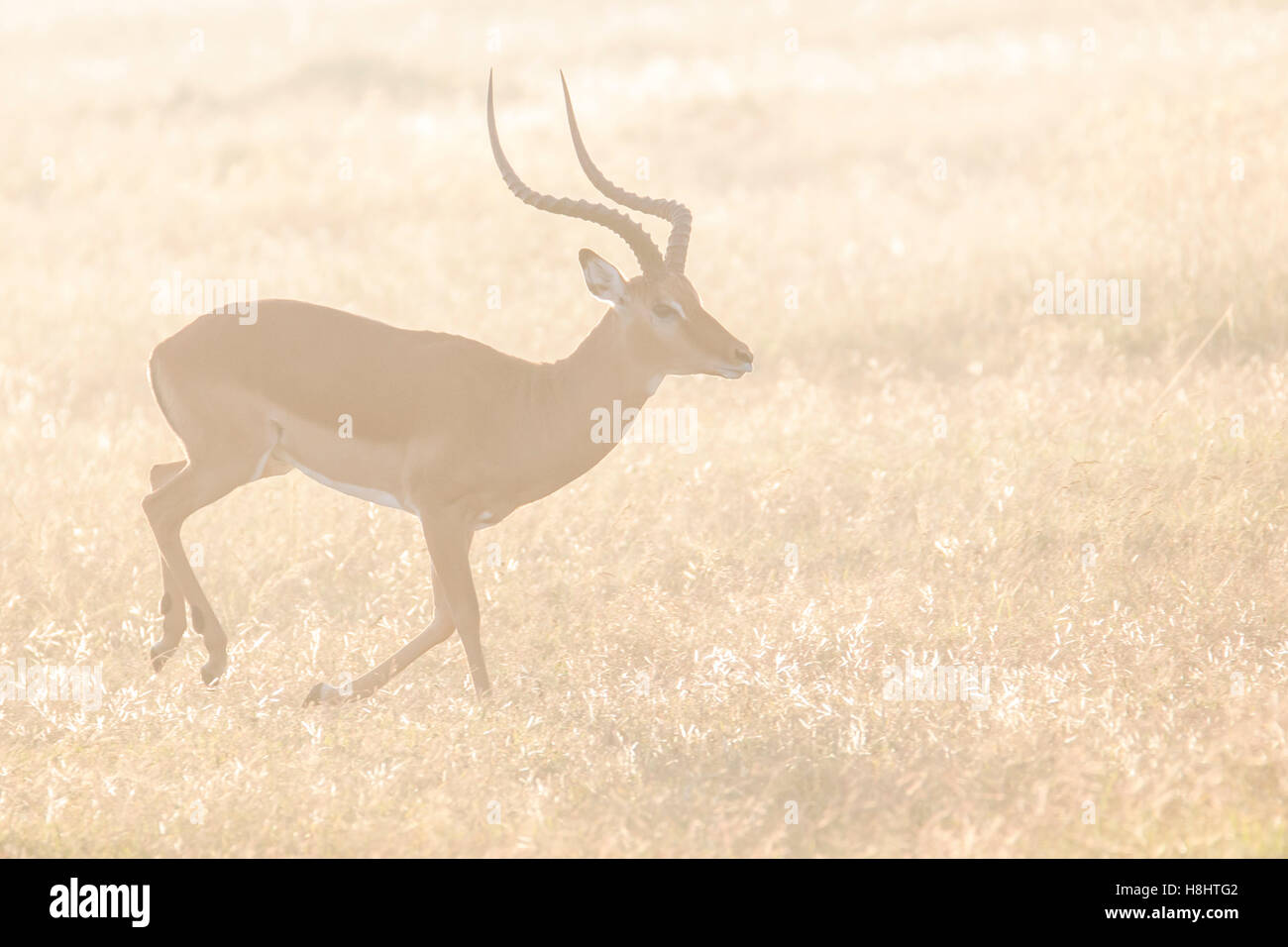 Rooibok High Resolution Stock Photography and Images - Alamy