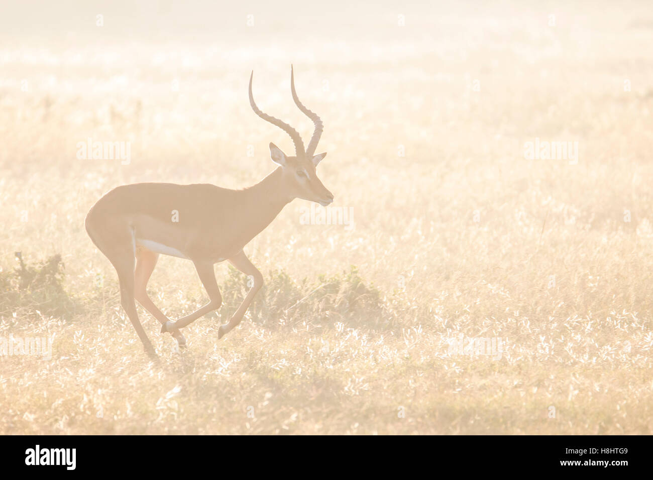 Rooibok hi-res stock photography and images - Alamy