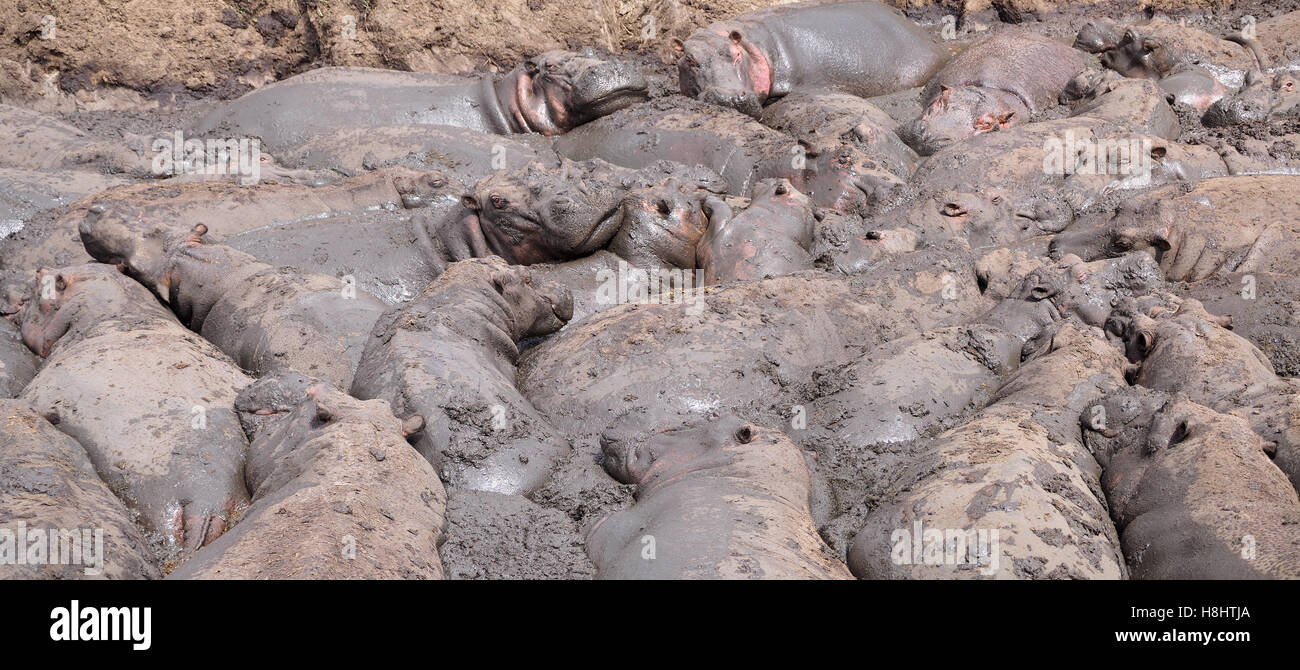 Hippo mud hi-res stock photography and images - Alamy