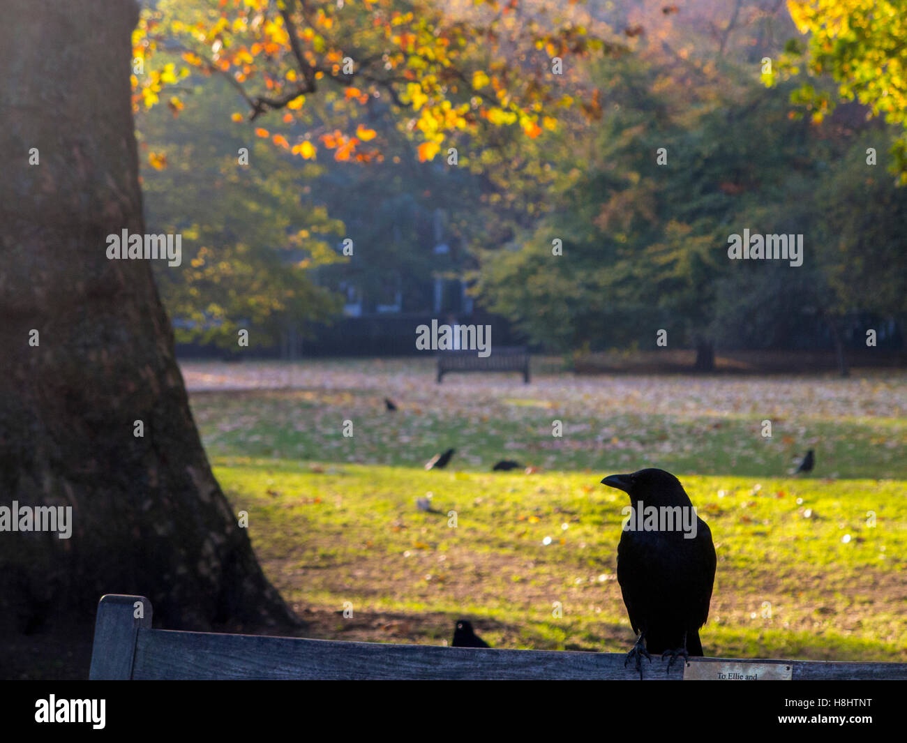 St James's Park London crow Stock Photo - Alamy