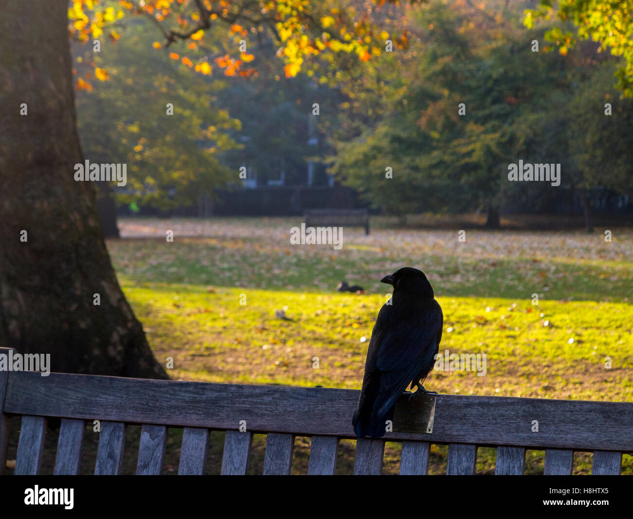 Wild animals in central london hi-res stock photography and images - Alamy