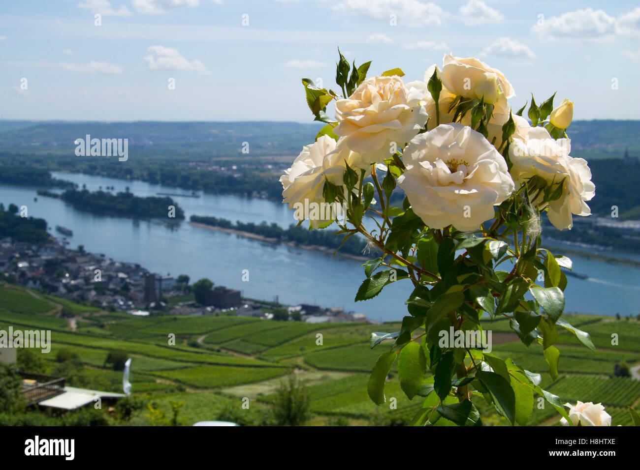 A rose in front of the river Rhine Stock Photo - Alamy