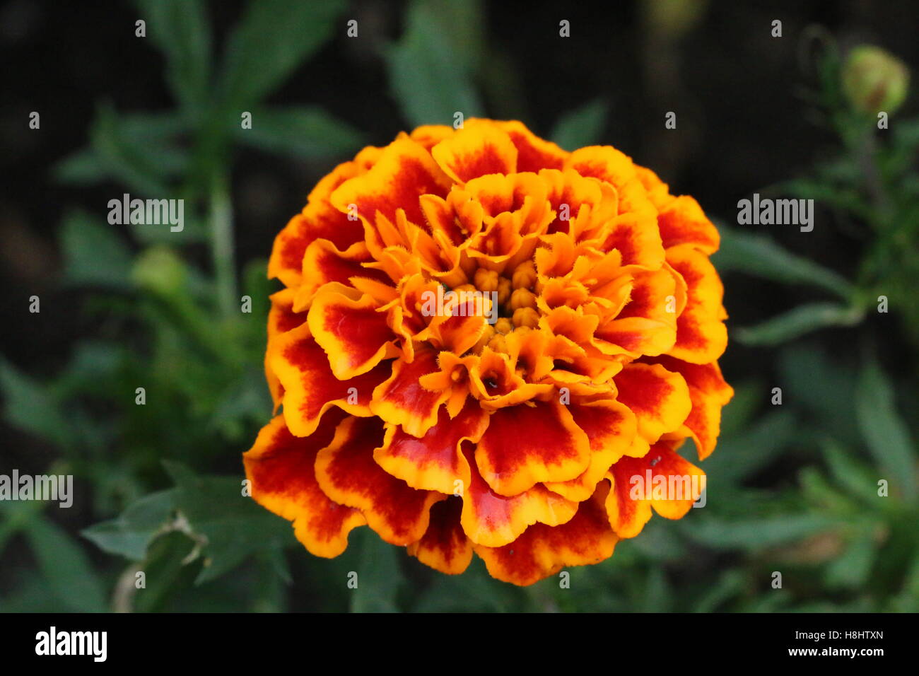 An orange flower bloom Stock Photo - Alamy