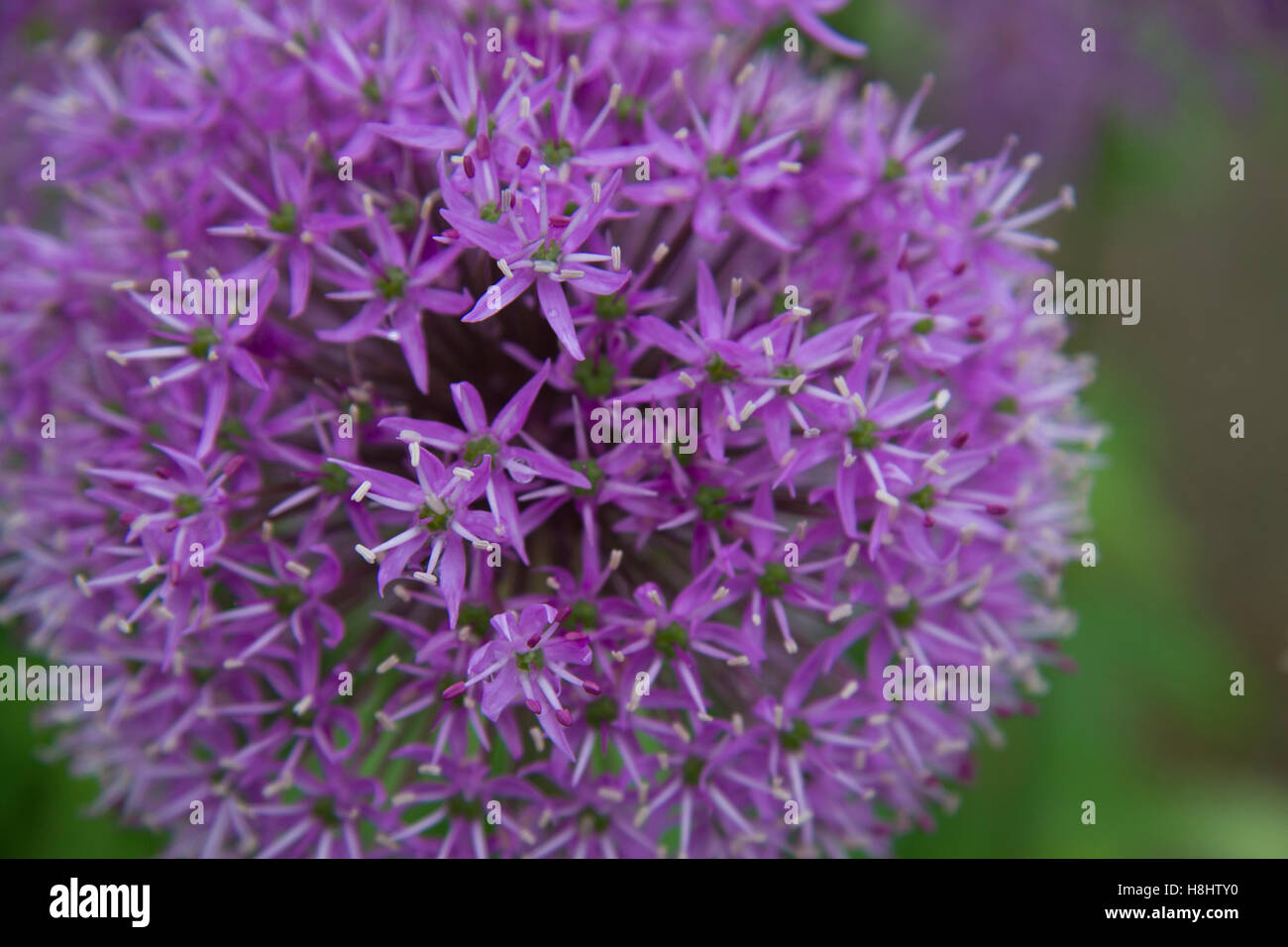 A purple flower bloom Stock Photo - Alamy