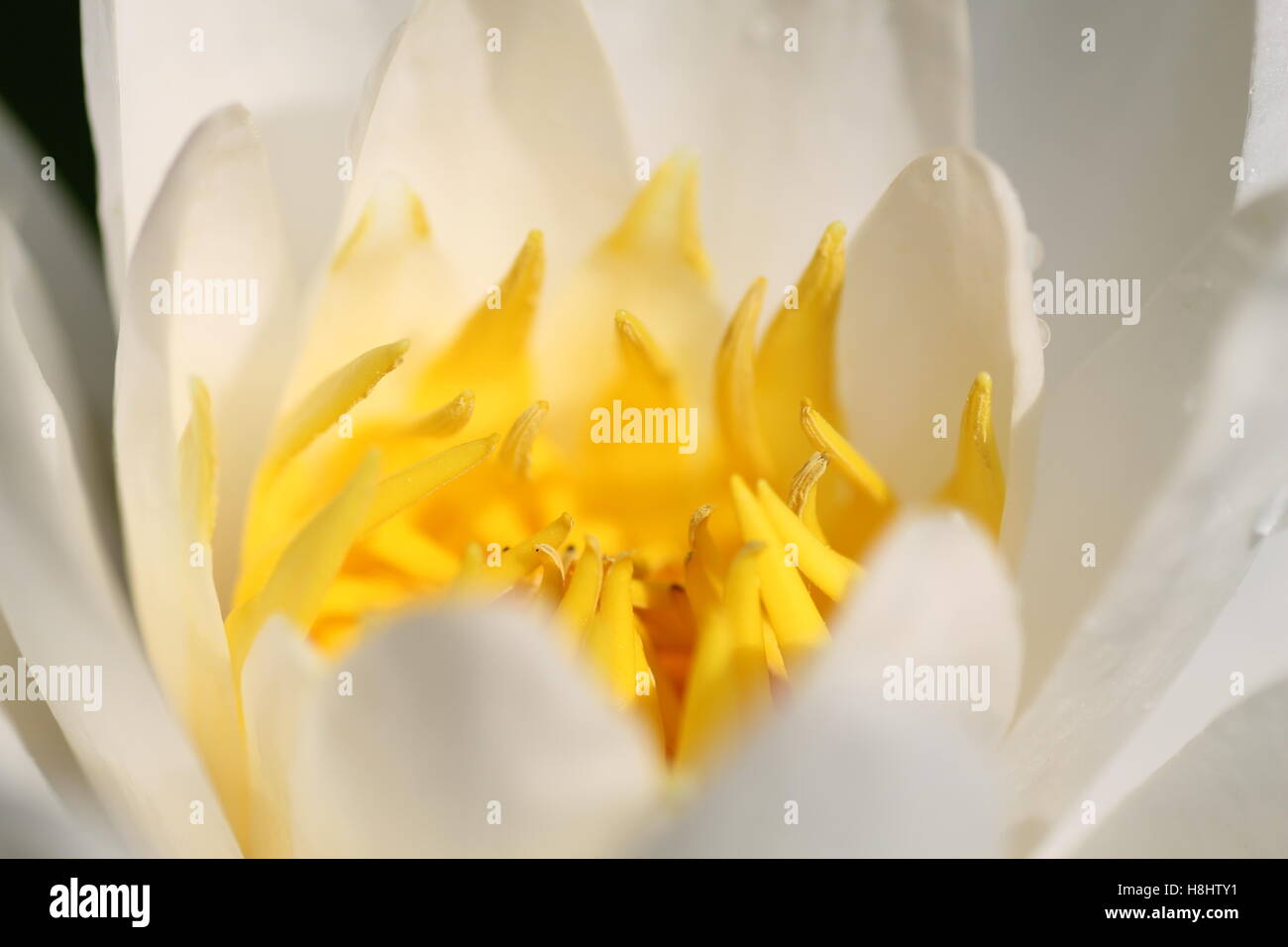 Pad nature lilypad hi-res stock photography and images - Alamy
