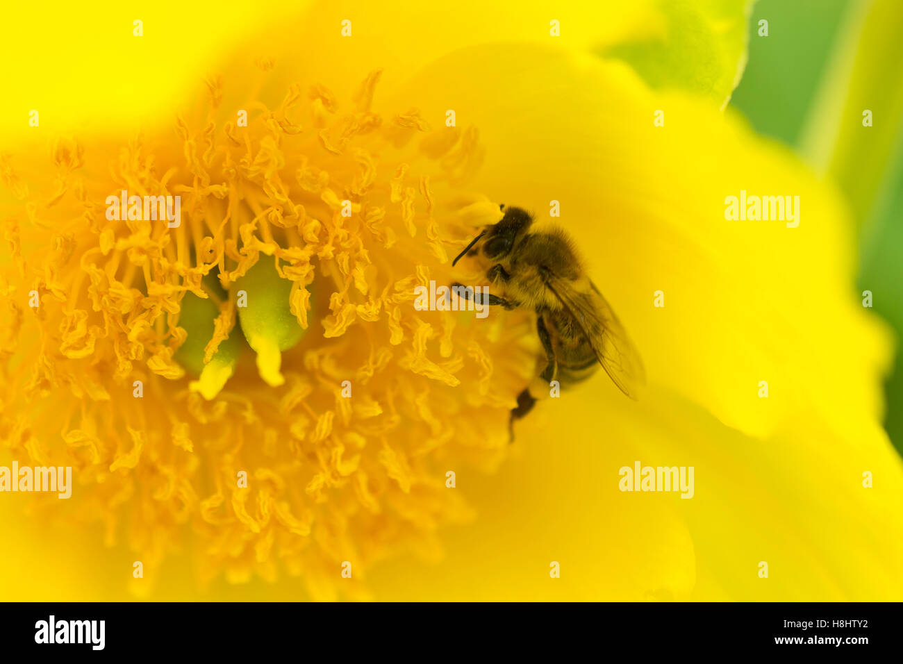 An insect collecting nectar in a bloom Stock Photo - Alamy