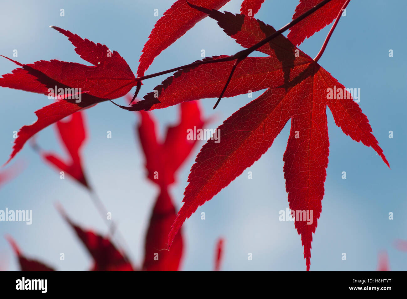 Red sunshine hi-res stock photography and images - Alamy