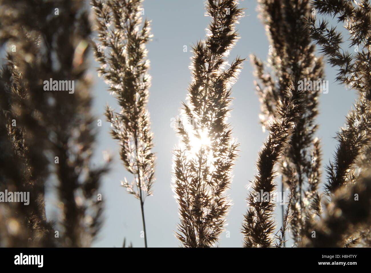 Crops and a ray of sunshine Stock Photo - Alamy