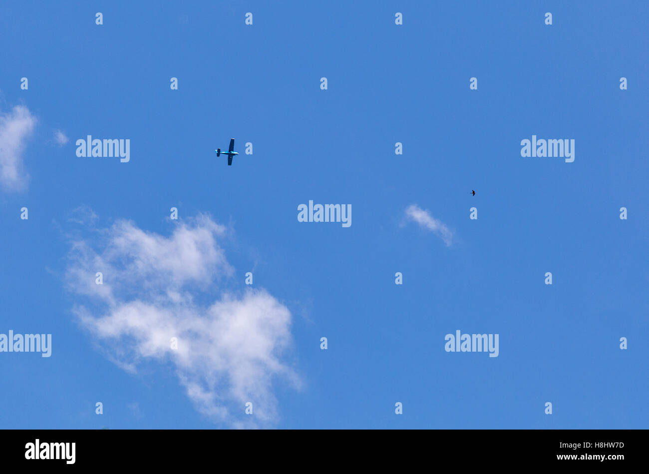 Airplane bird hi-res stock photography and images - Alamy