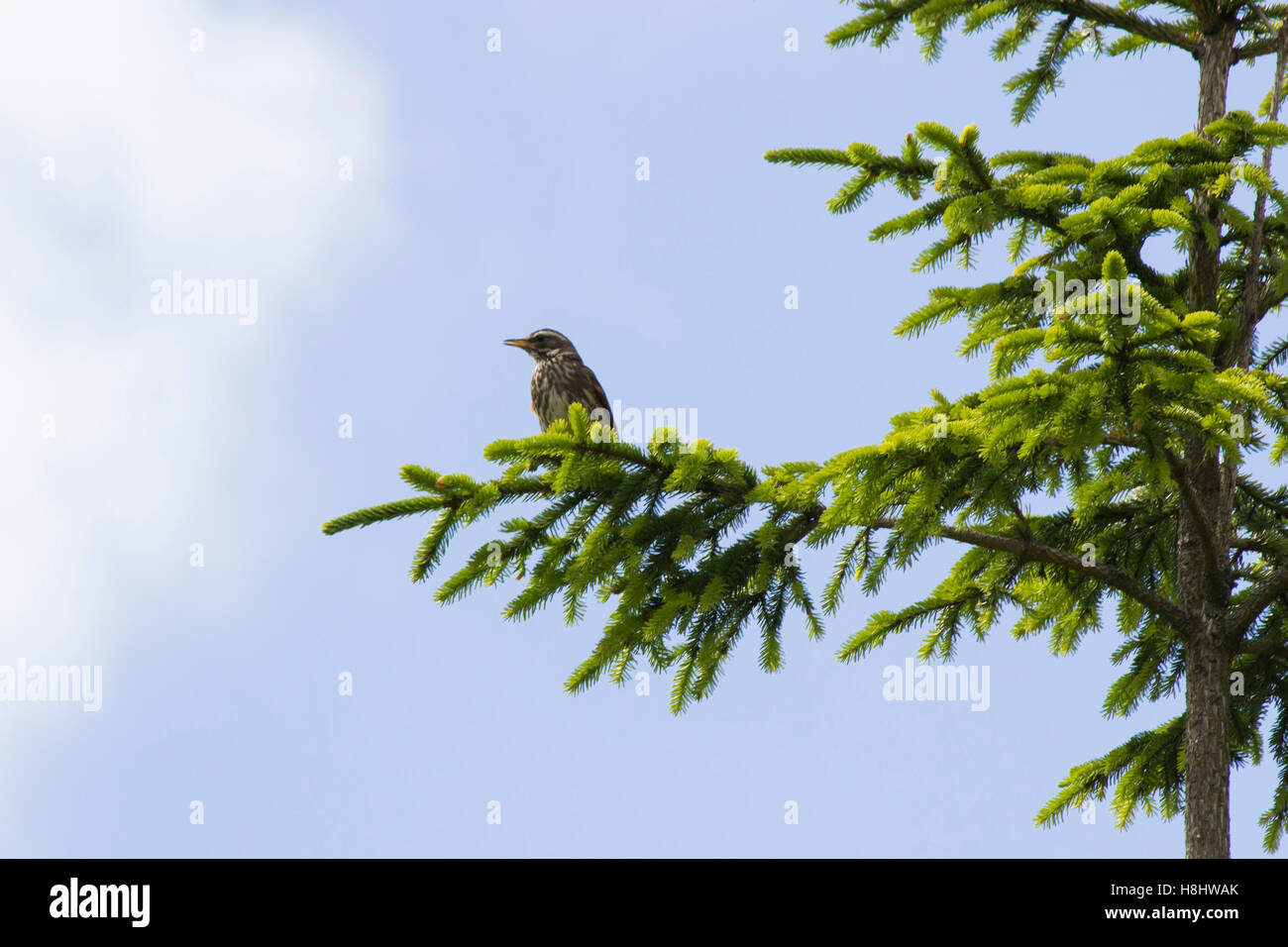 Crow on tree hi-res stock photography and images - Alamy