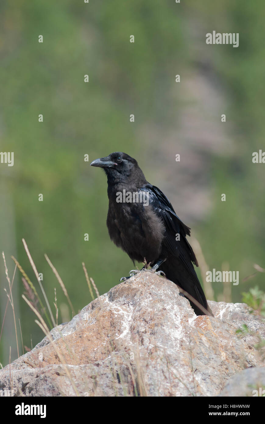 American crow perched on a rock at Grand Teton National Park Stock ...