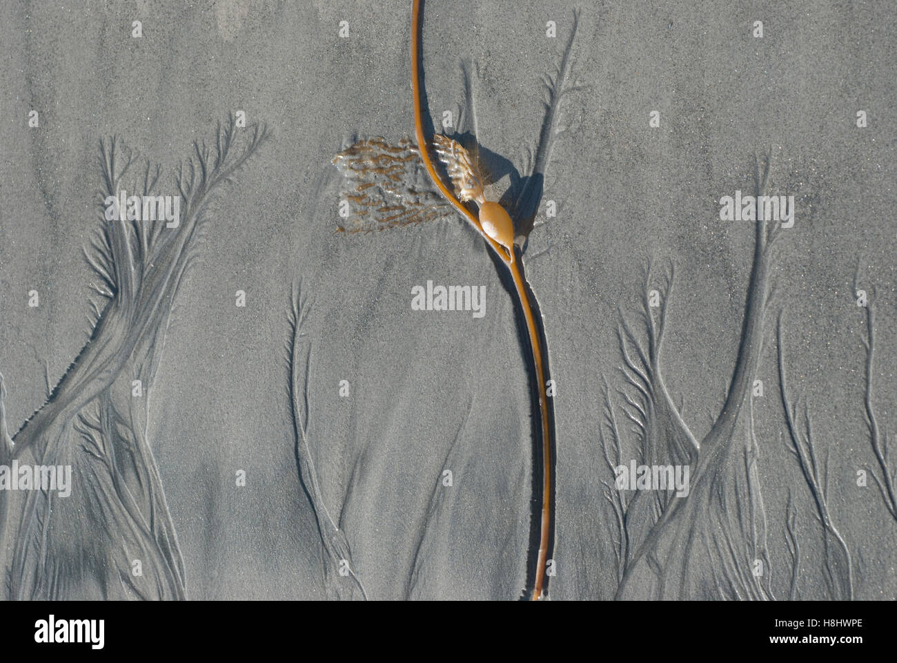 Tiny, meandering channels left on fine beach sand by retreating waves ...