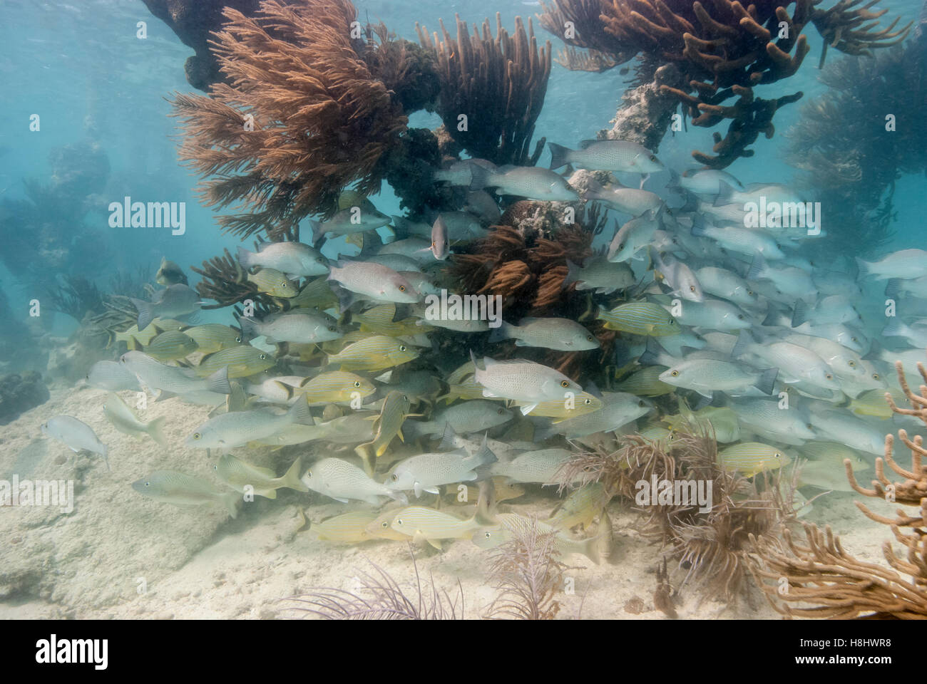 Dry coral hi-res stock photography and images - Alamy