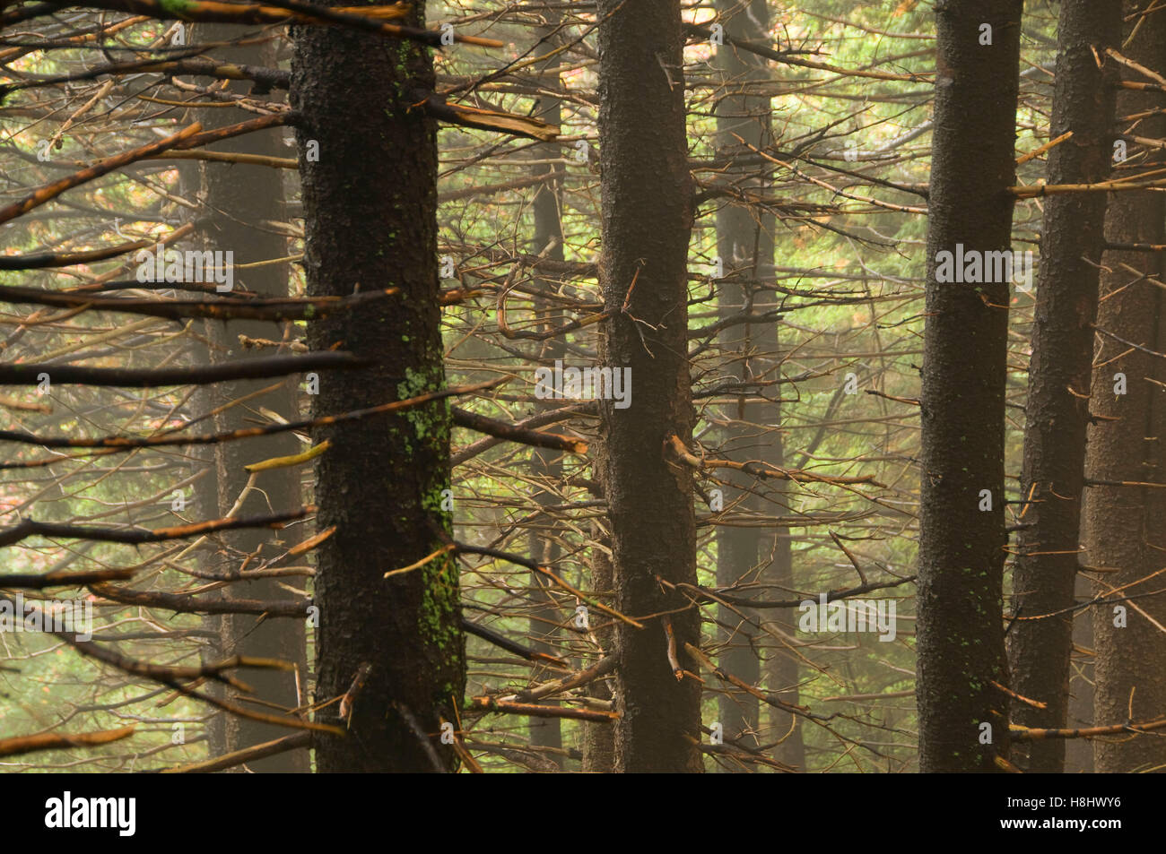 Forest on Pack Monadnock, Miller State Park, New Hampshire Stock Photo ...