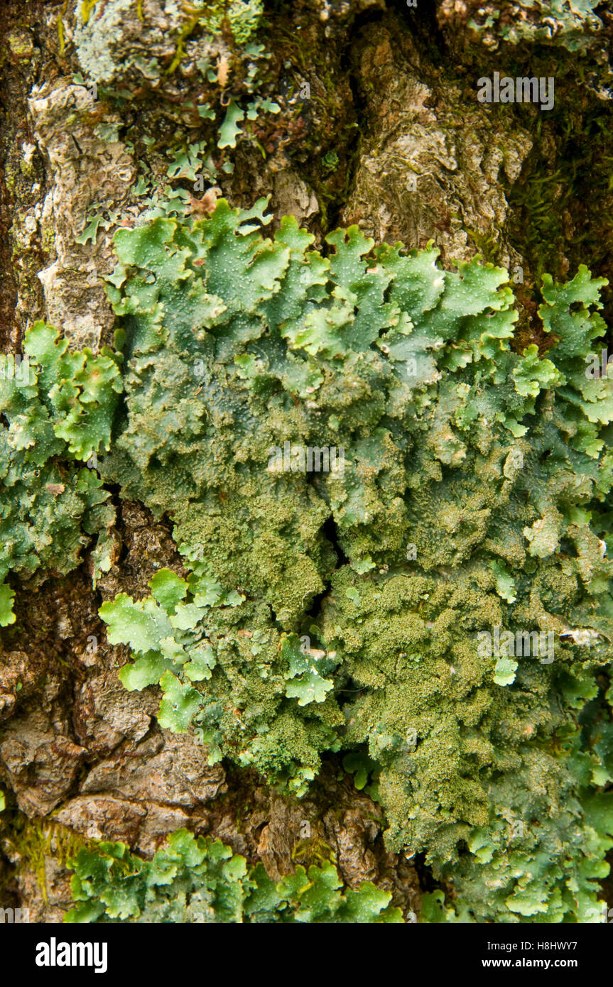 Lichen, Miller State Park, New Hampshire Stock Photo - Alamy
