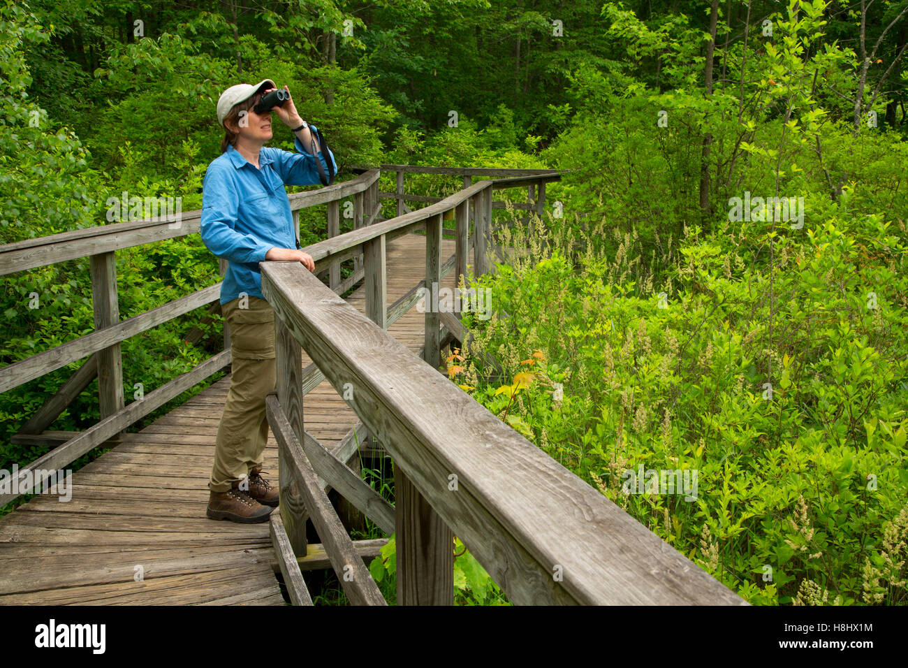 Boardwalk trail, Great Swamp National Wildlife Refuge, New Jersey Stock ...
