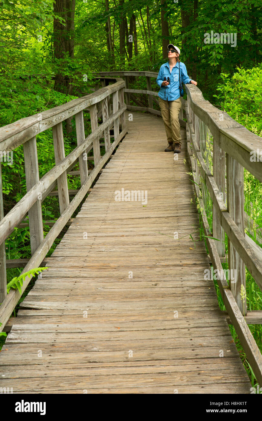 Boardwalk trail, Great Swamp National Wildlife Refuge, New Jersey Stock ...