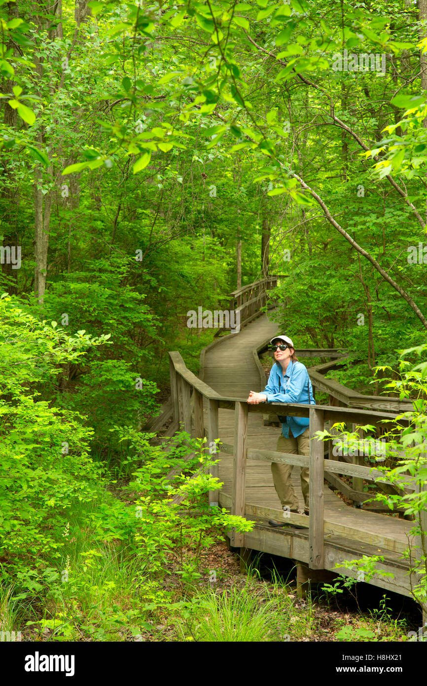 Boardwalk trail, Great Swamp National Wildlife Refuge, New Jersey Stock ...