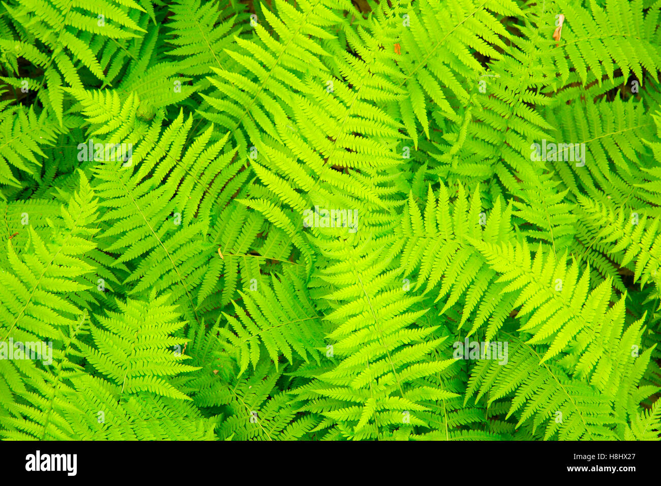 Forest ferns along boardwalk, Great Swamp National Wildlife Refuge, New ...