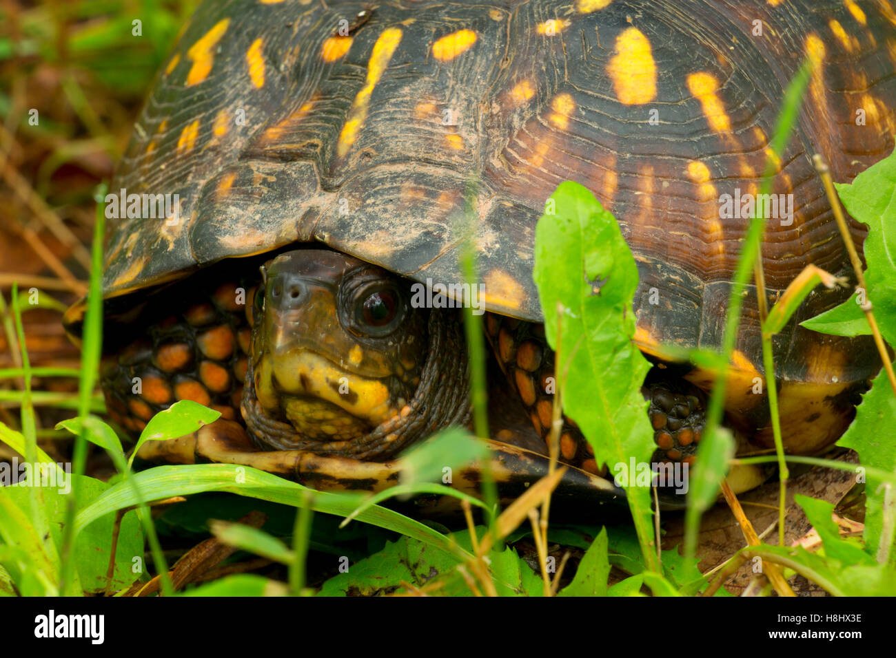 Box turtle, Washington Crossing Historic Park, New Jersey Stock Photo ...