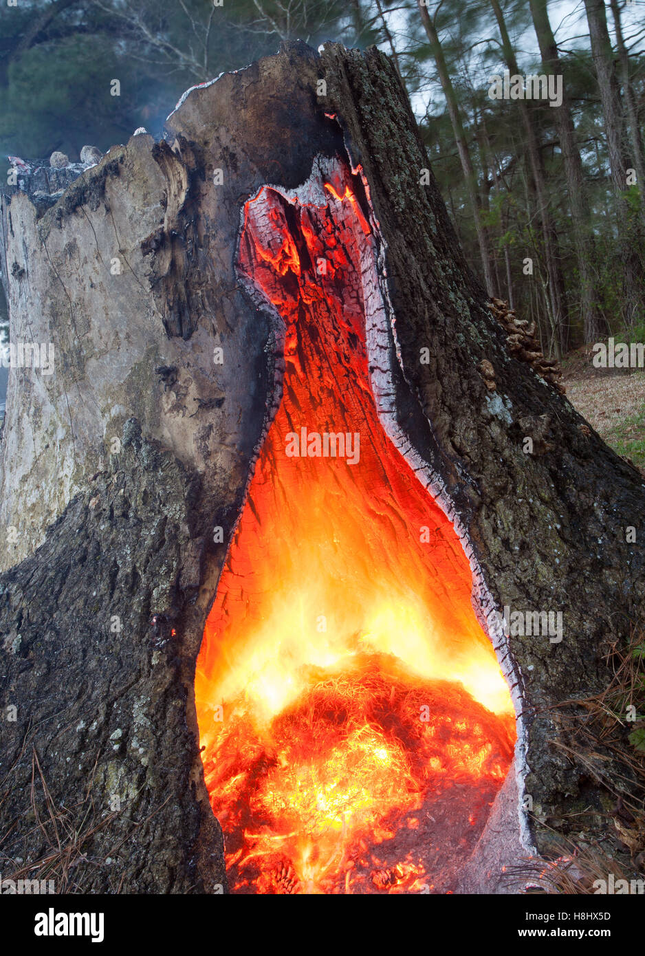 Hollow pine tree stump that is on fire inside Stock Photo - Alamy