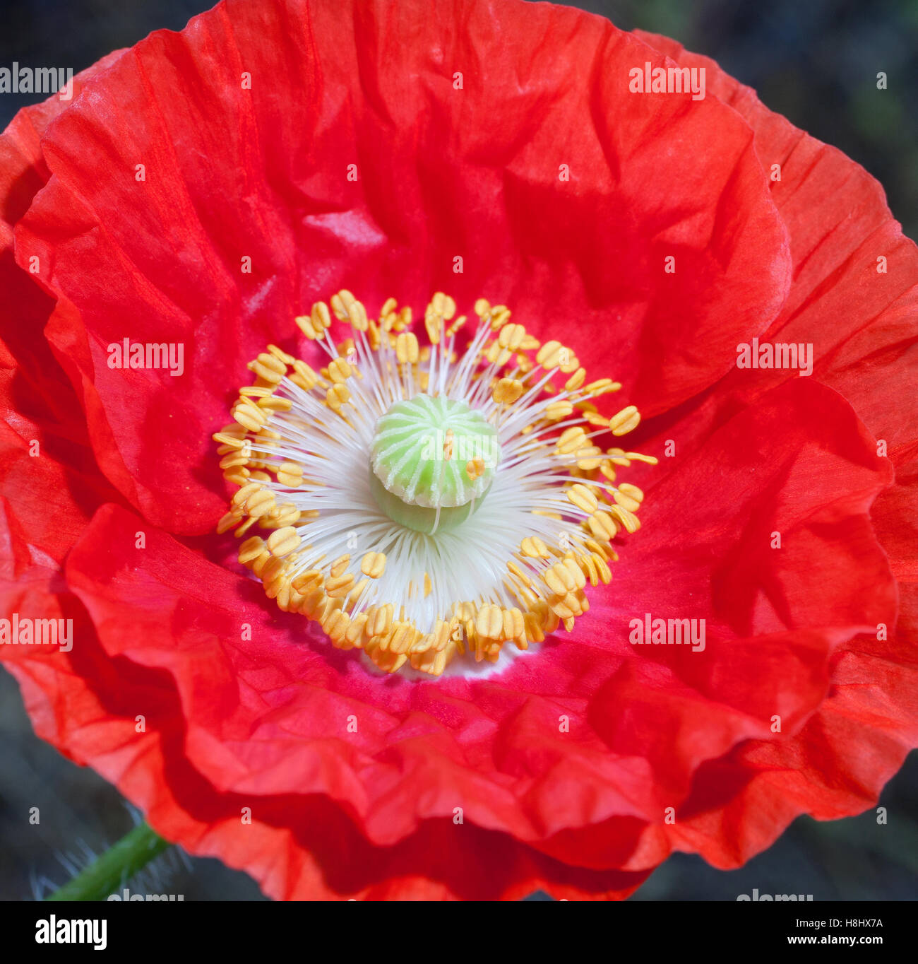 Closeup of a red poppy flower that just opened Stock Photo - Alamy