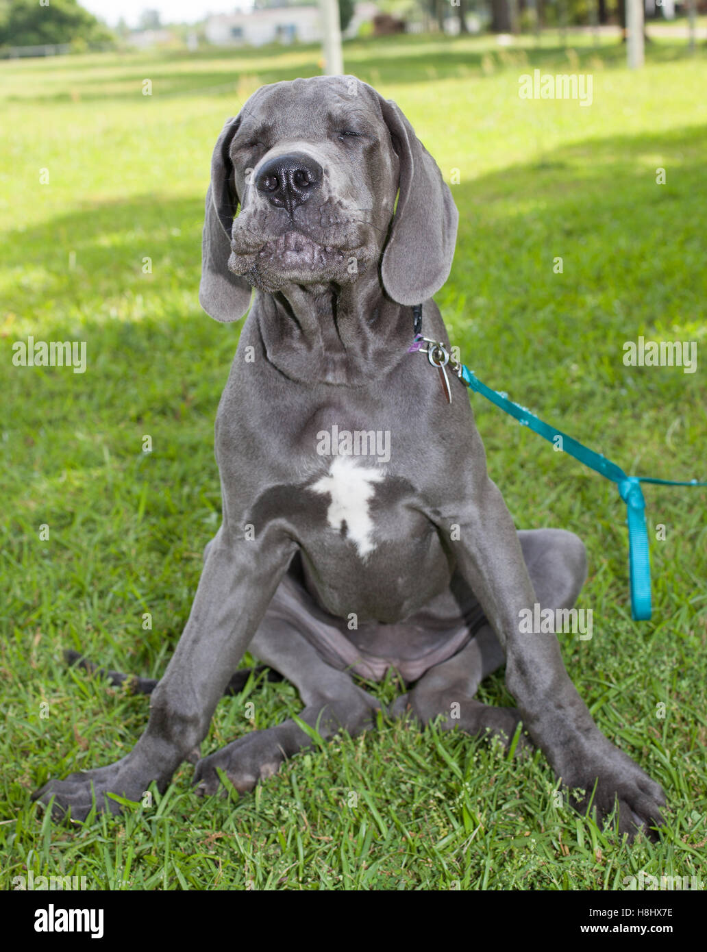Grey Great Dane puppy that looks like it is constipated Stock Photo - Alamy