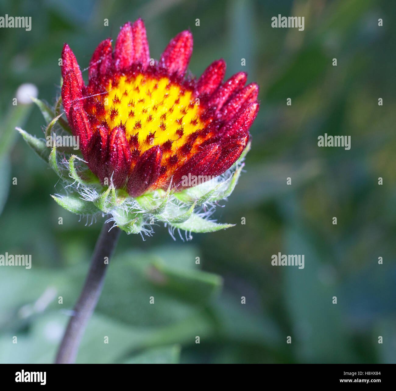 Small red and yellow flower that is just staring to bloom Stock Photo ...