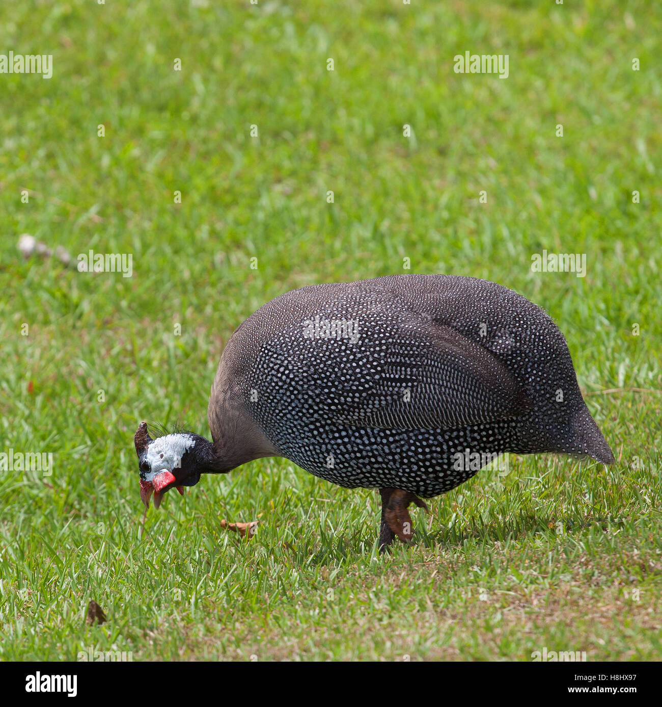Guinea that spotted a bug to eat in the grass Stock Photo - Alamy