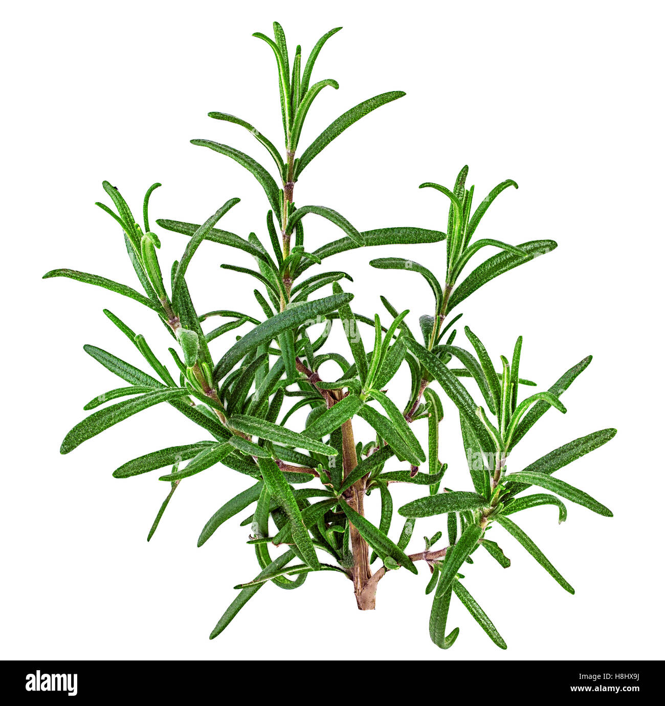 rosemary isolated on white background Stock Photo - Alamy