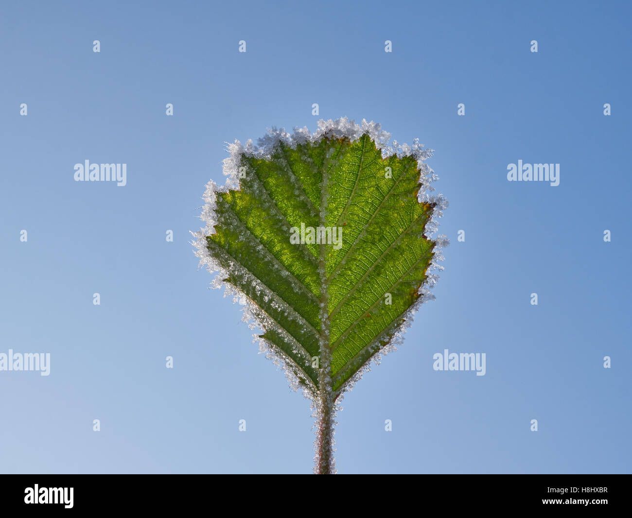 Leaf of ice hi-res stock photography and images - Alamy