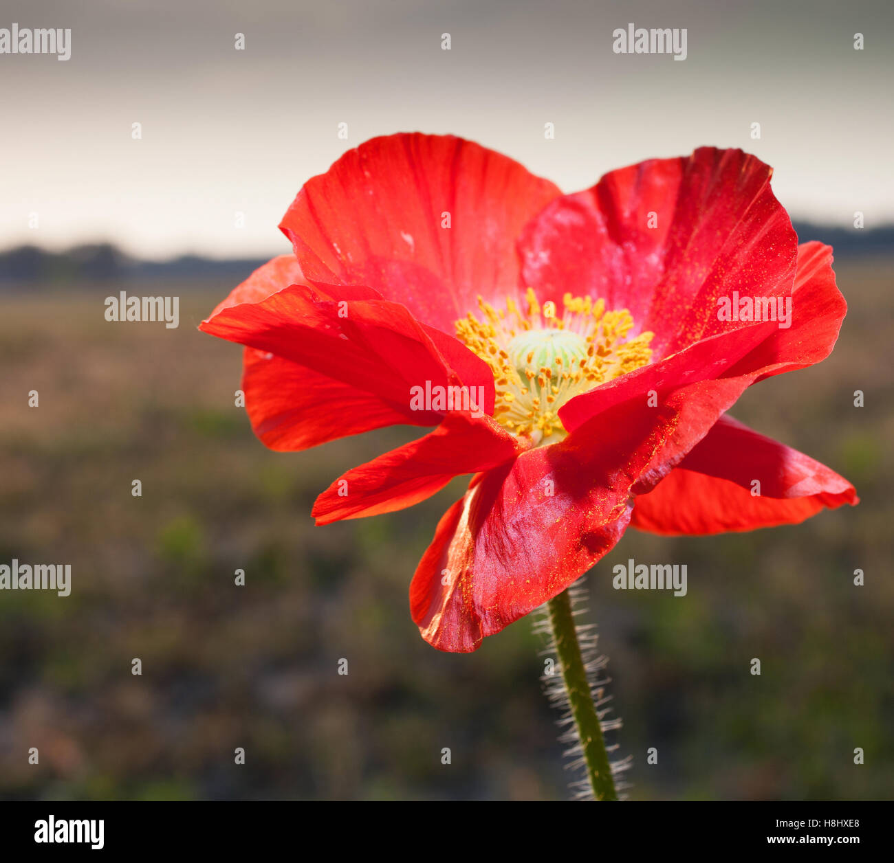 Poppy field silhouette hi-res stock photography and images - Alamy