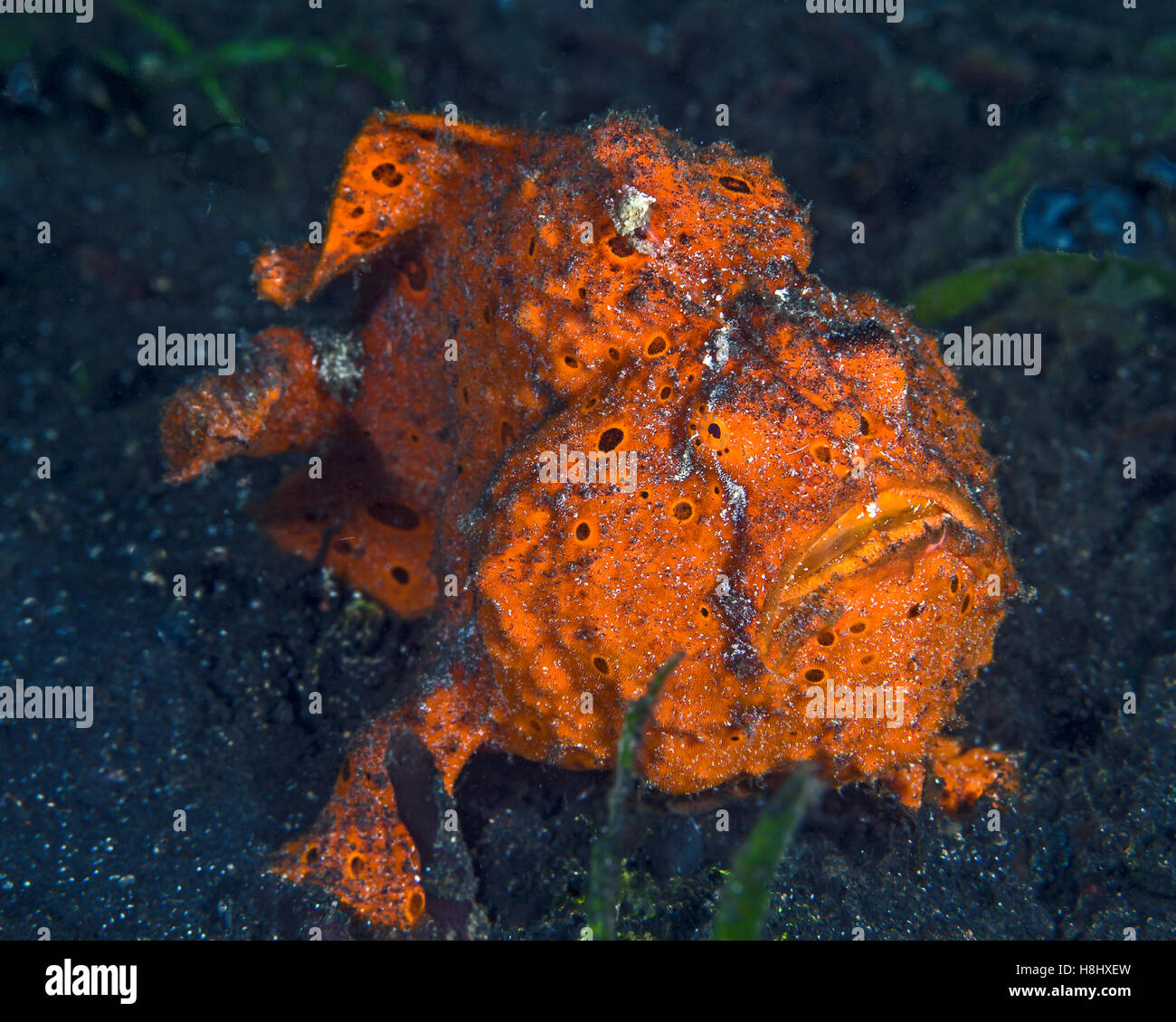 Bright orange painted frogfish (Antennarius pictus) stands out in ...