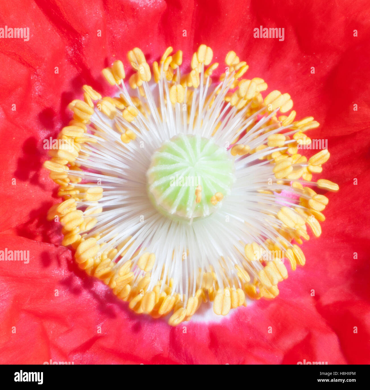 Poppy with green center hi-res stock photography and images - Alamy