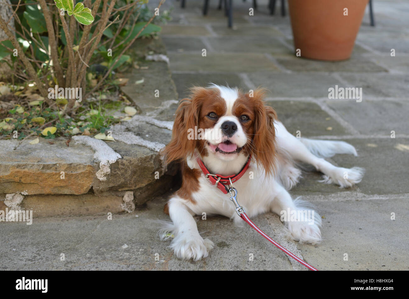 Lovely dog - Cavalier King Charles Spaniel Blenheim - lying on stone ...