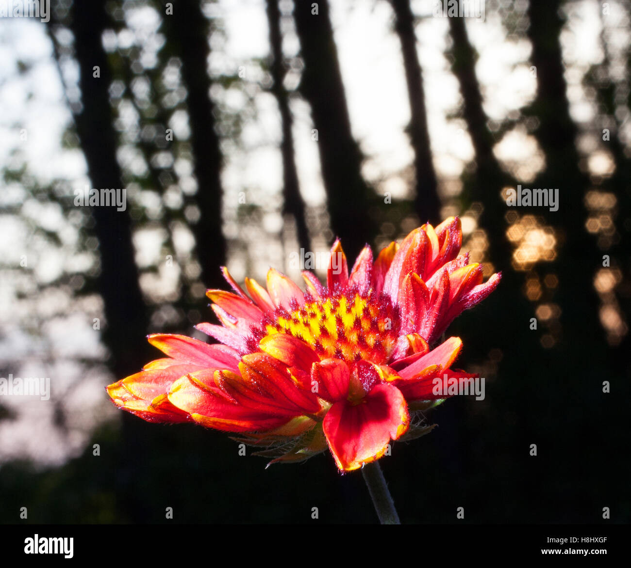 Flower with pointed petals hi-res stock photography and images - Alamy