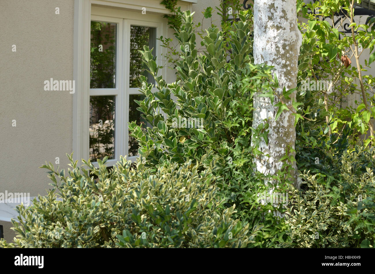 Window of a house hidden with lush garden trees and bushes Stock Photo ...
