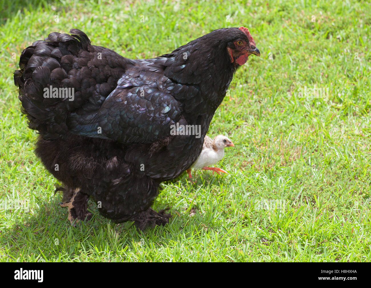 Wing walking female hi-res stock photography and images - Alamy