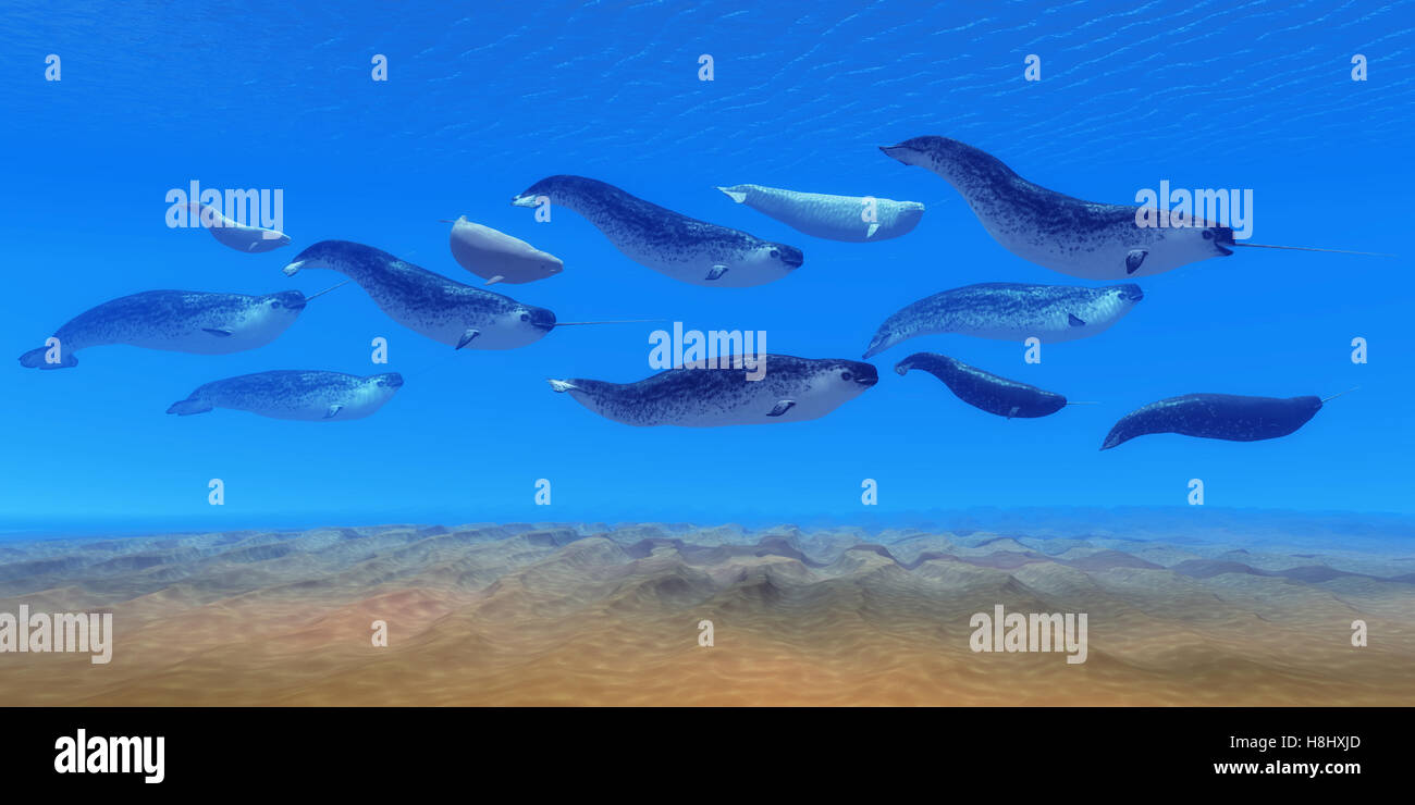 Narwhal whales live in social groups called pods and live in the Arctic ...