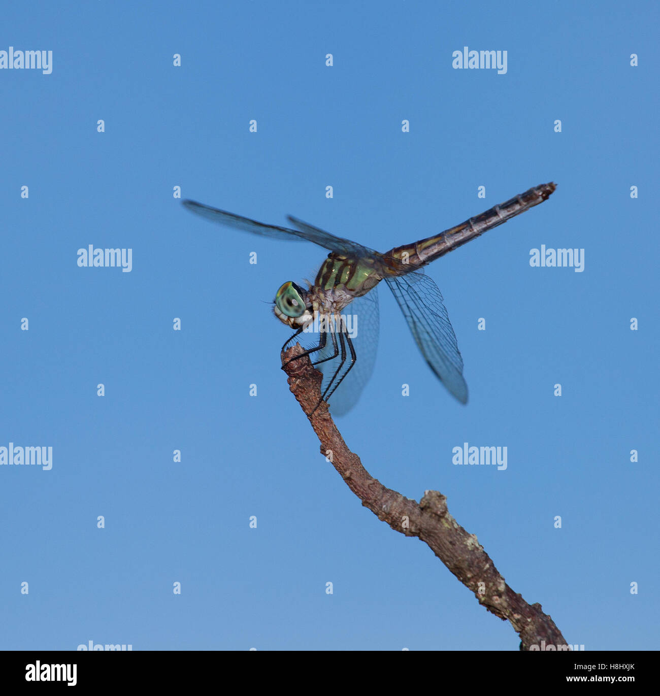 Green dragonfly that looks like it ready to jump off a stick Stock ...