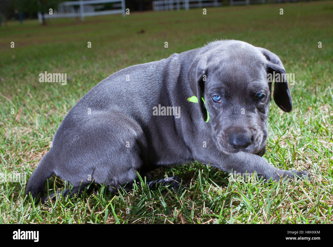 Grey Great Dane puppy that has bright blue eyes Stock Photo - Alamy