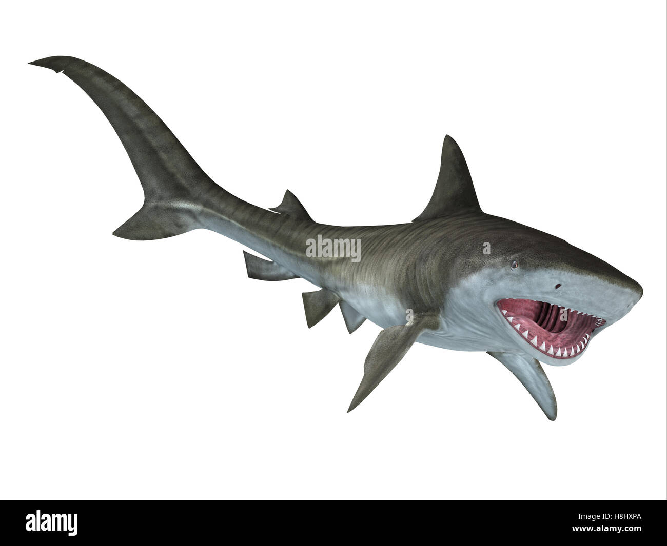 Tiger shark and jaws Cut Out Stock Images & Pictures - Alamy
