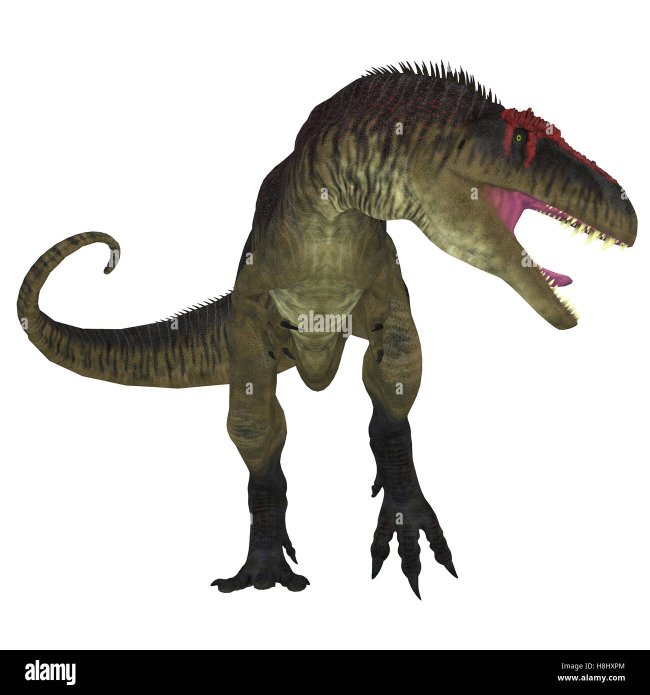 Tyrannotitan was a carnivorous theropod dinosaur the lived in Argentina ...
