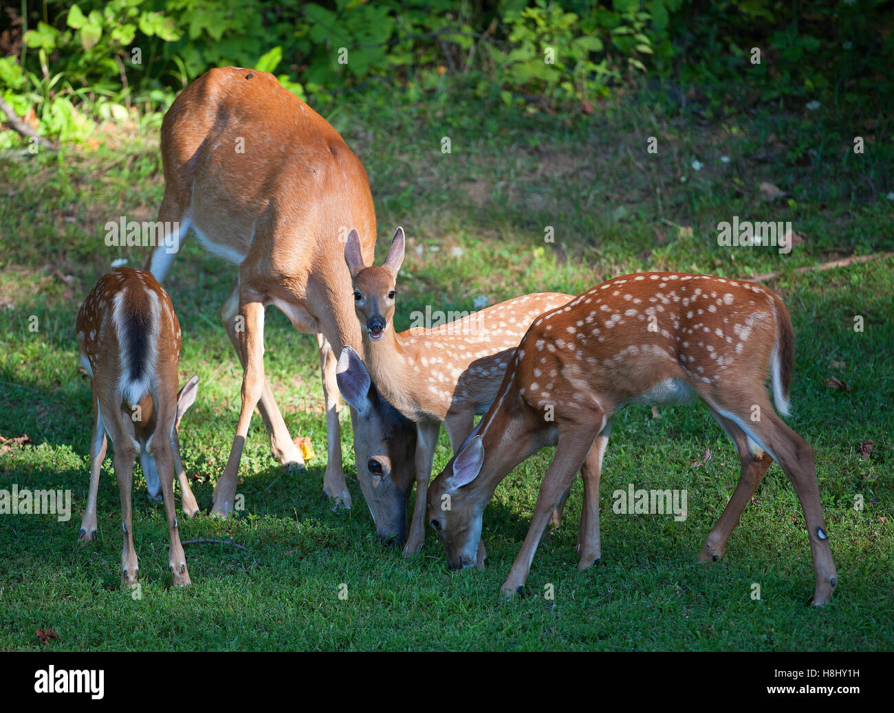 Whitetailed fawns hi-res stock photography and images - Alamy