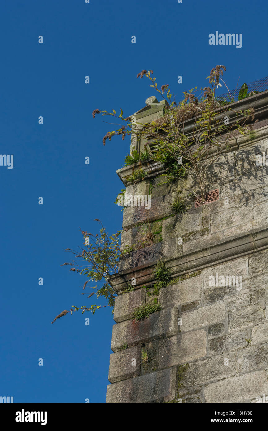 Plants growing in roof / gutters of an old, run down, building Stock ...
