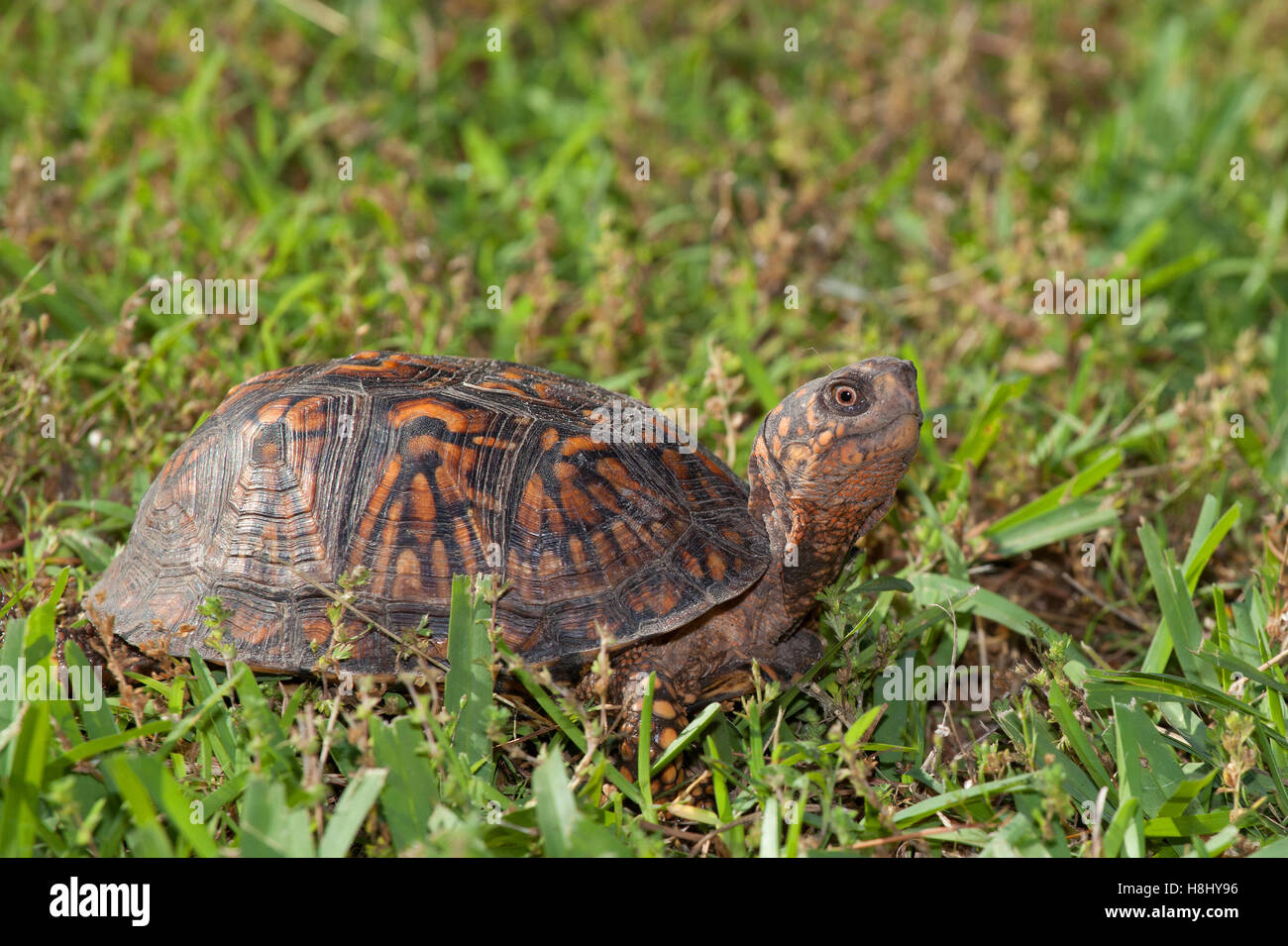 Turtle that is slowly moving across the grass Stock Photo - Alamy
